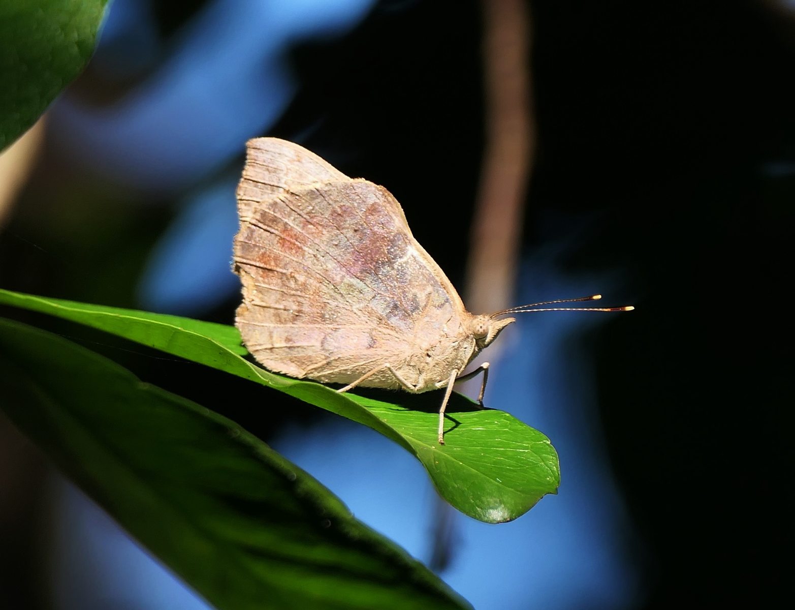 Recent sightings | NABA Butterfly Sightings