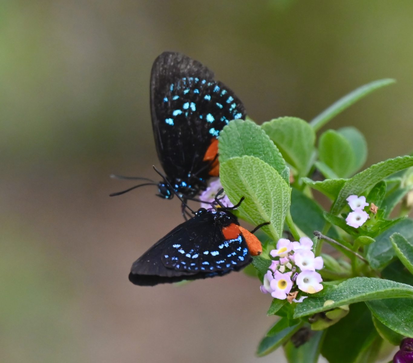 Recent sightings | NABA Butterfly Sightings