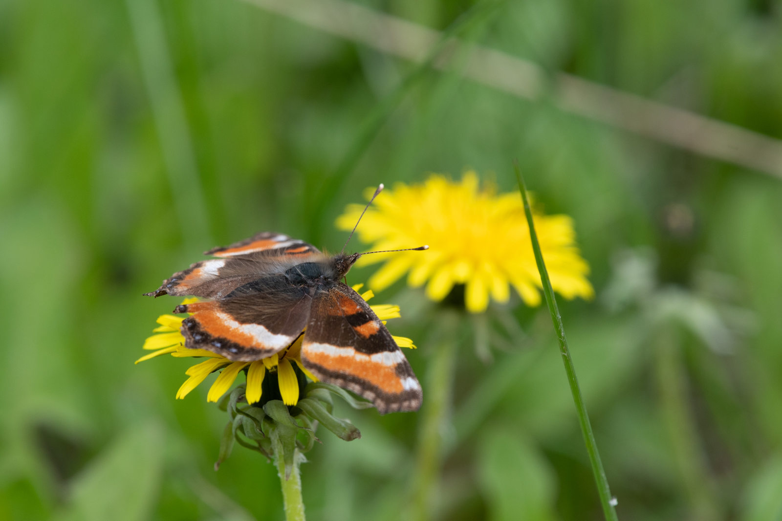 Recent sightings | NABA Butterfly Sightings
