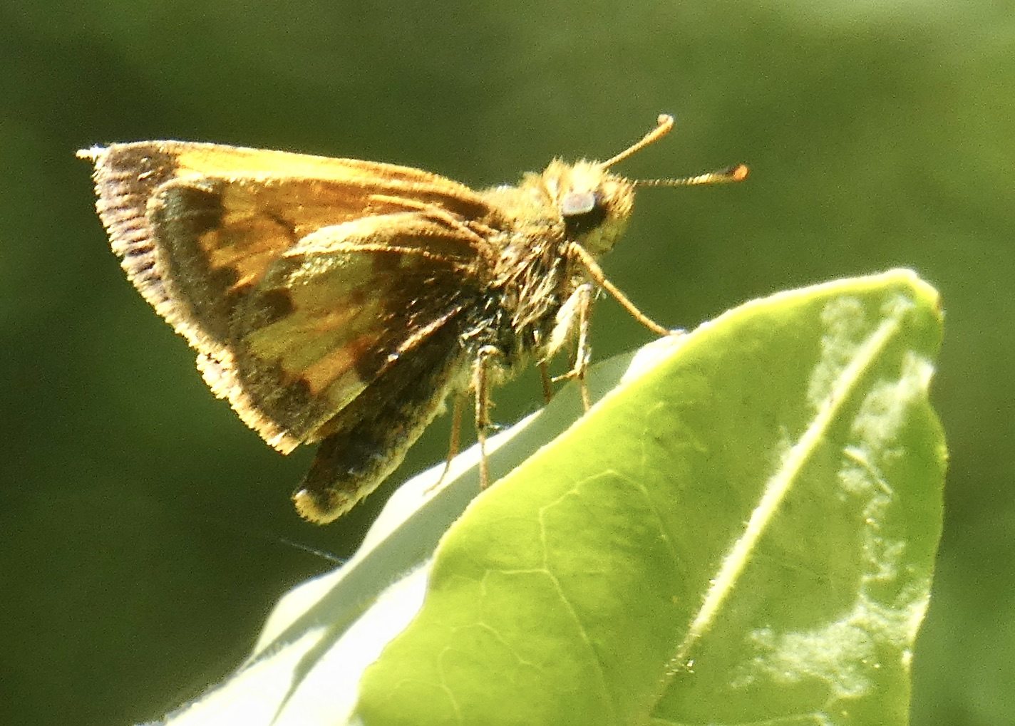 Recent sightings | NABA Butterfly Sightings