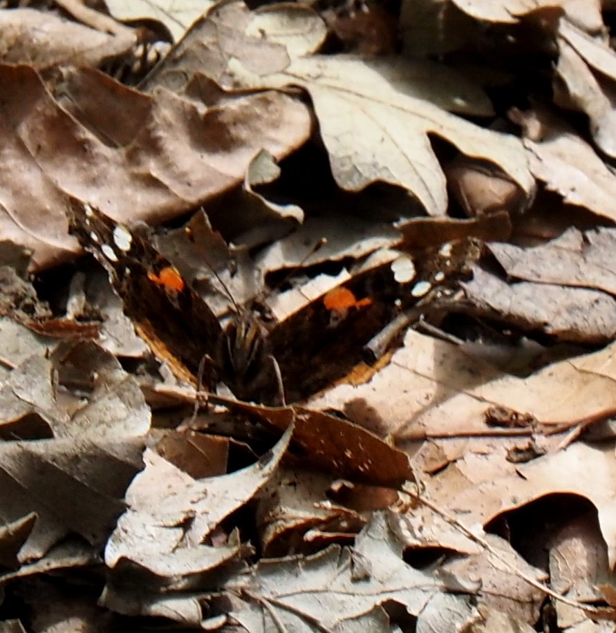 Recent sightings | NABA Butterfly Sightings