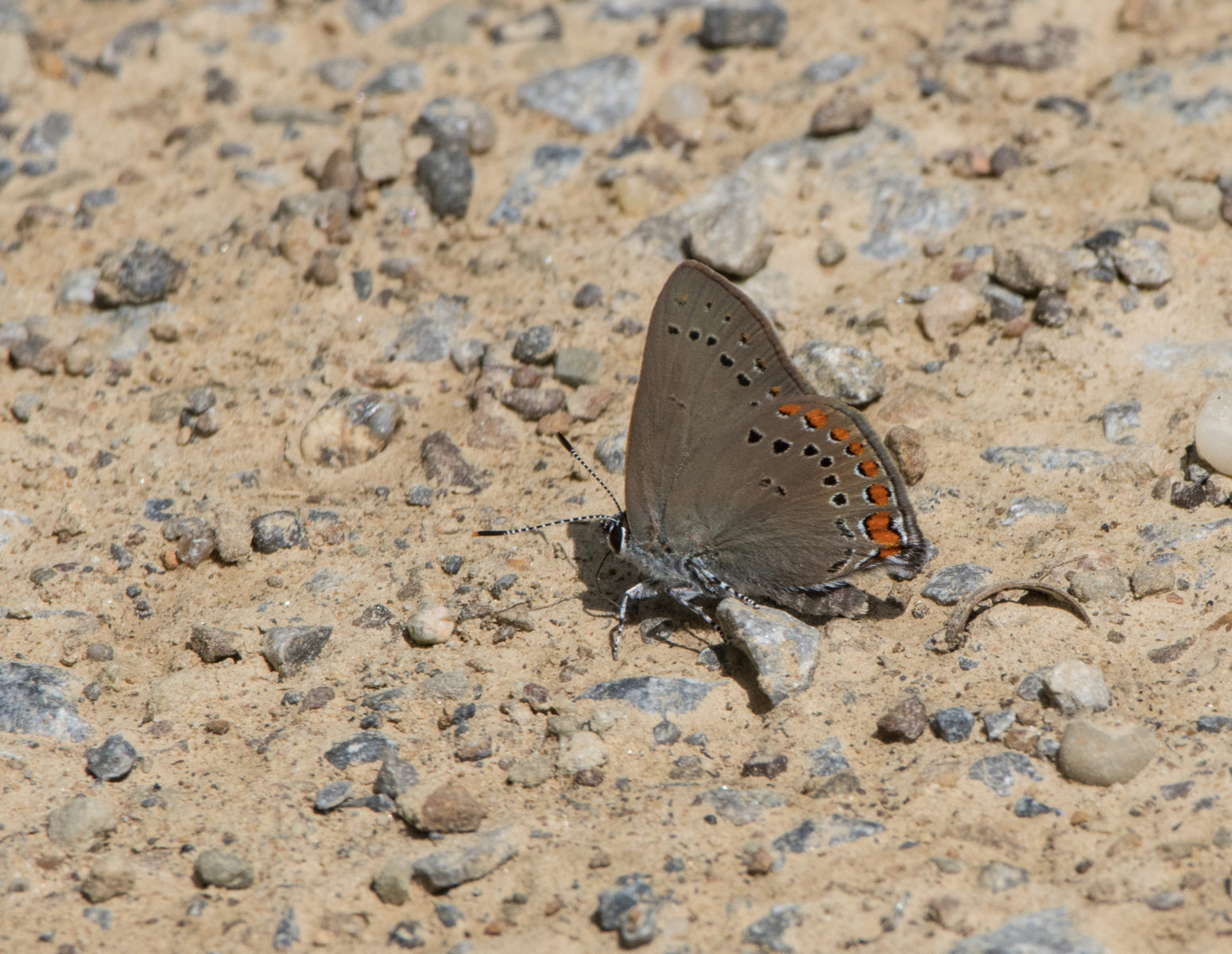 Recent sightings | NABA Butterfly Sightings