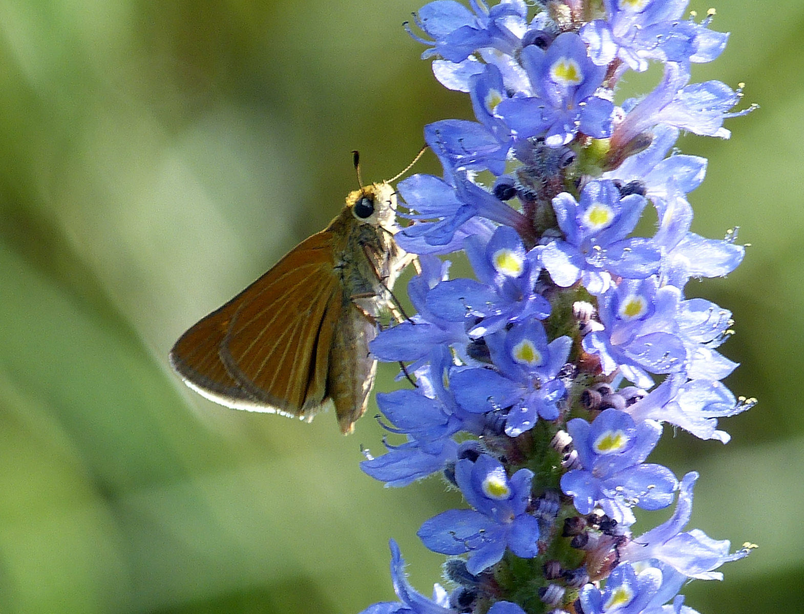Sightings for October 2012 | NABA Butterfly Sightings