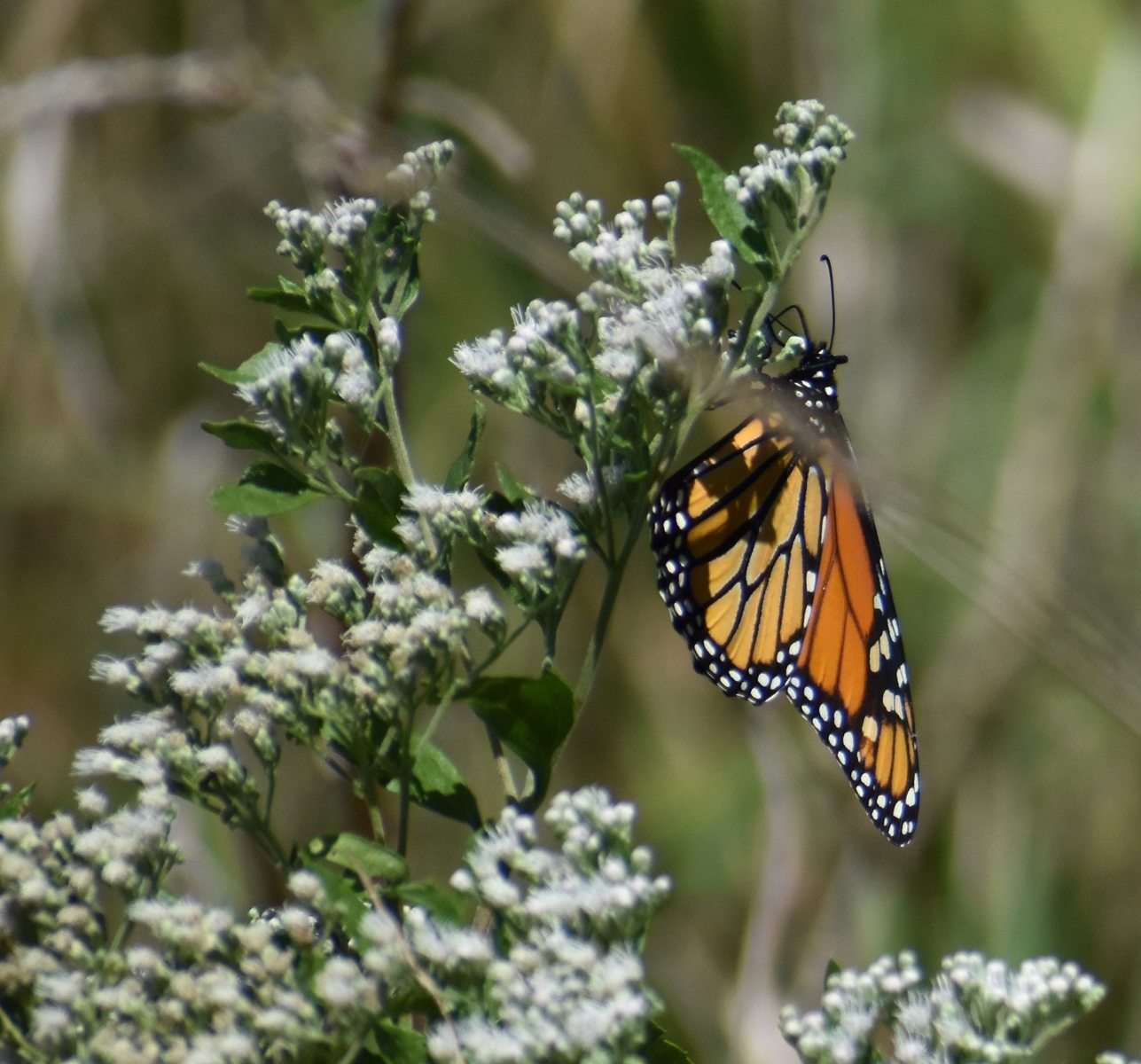 Recent sightings | NABA Butterfly Sightings