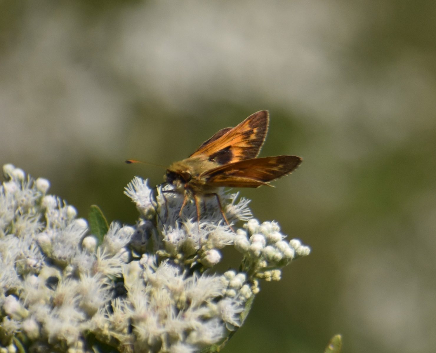 Recent sightings | NABA Butterfly Sightings