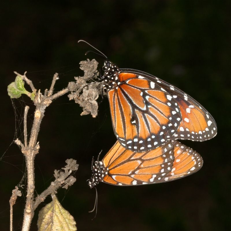 Recent sightings | NABA Butterfly Sightings