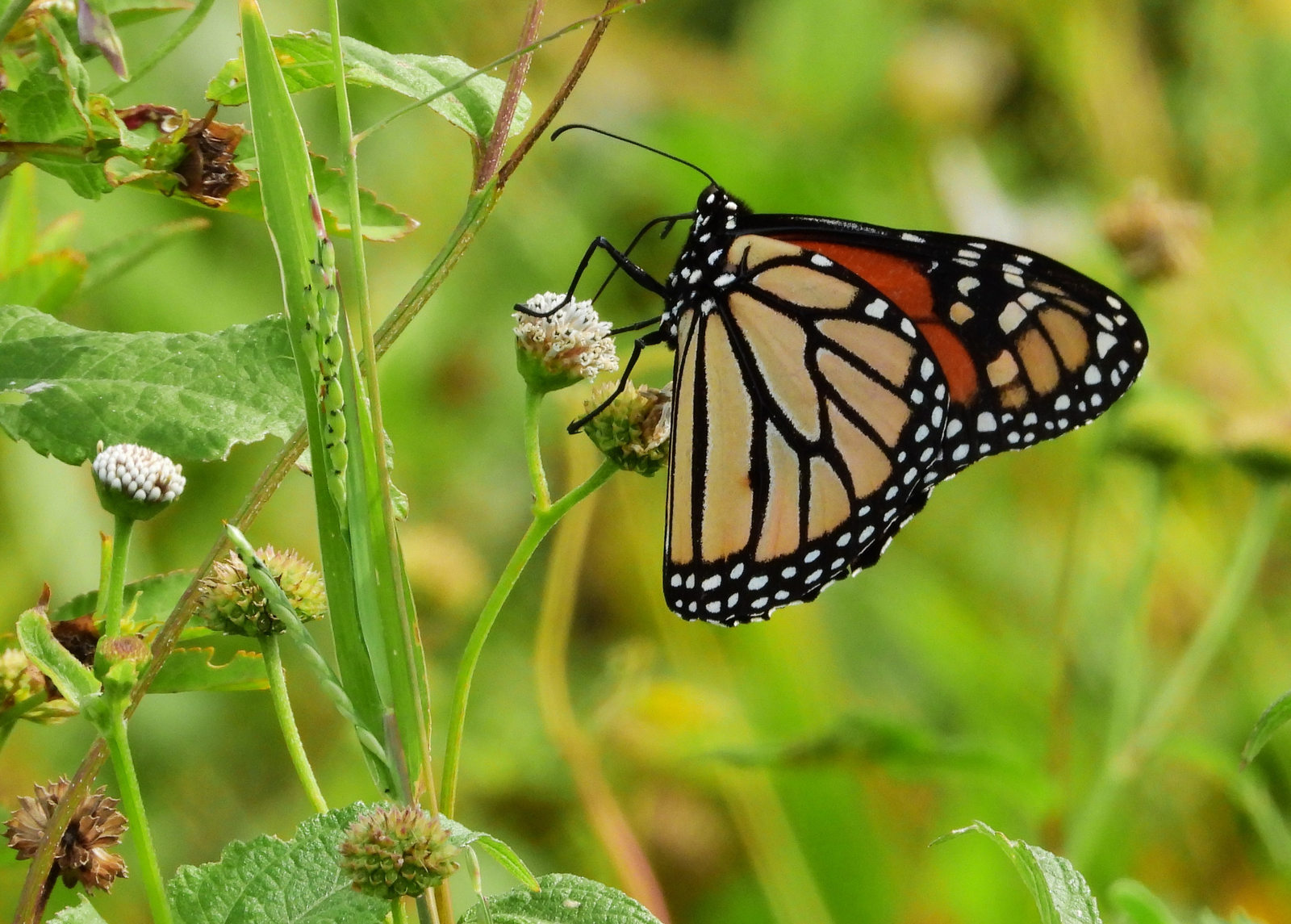 Recent sightings | NABA Butterfly Sightings