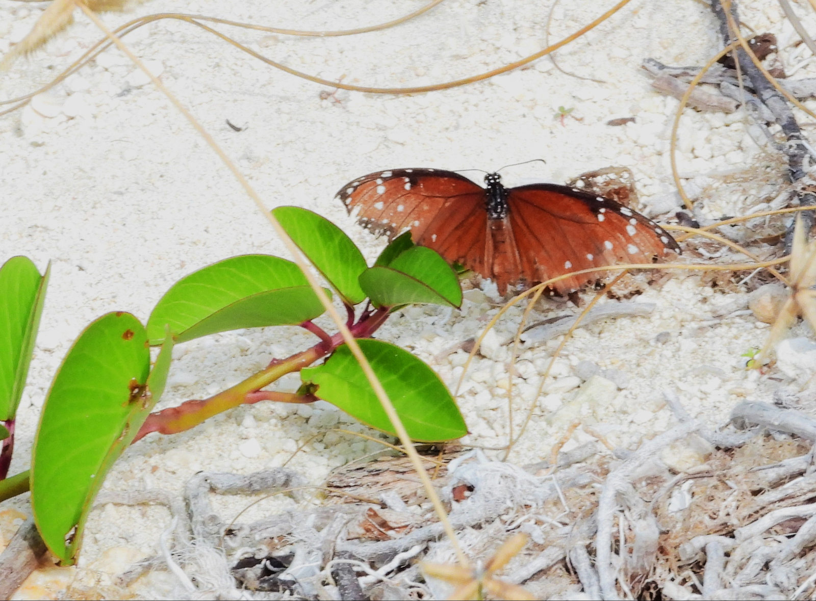 Recent sightings | NABA Butterfly Sightings