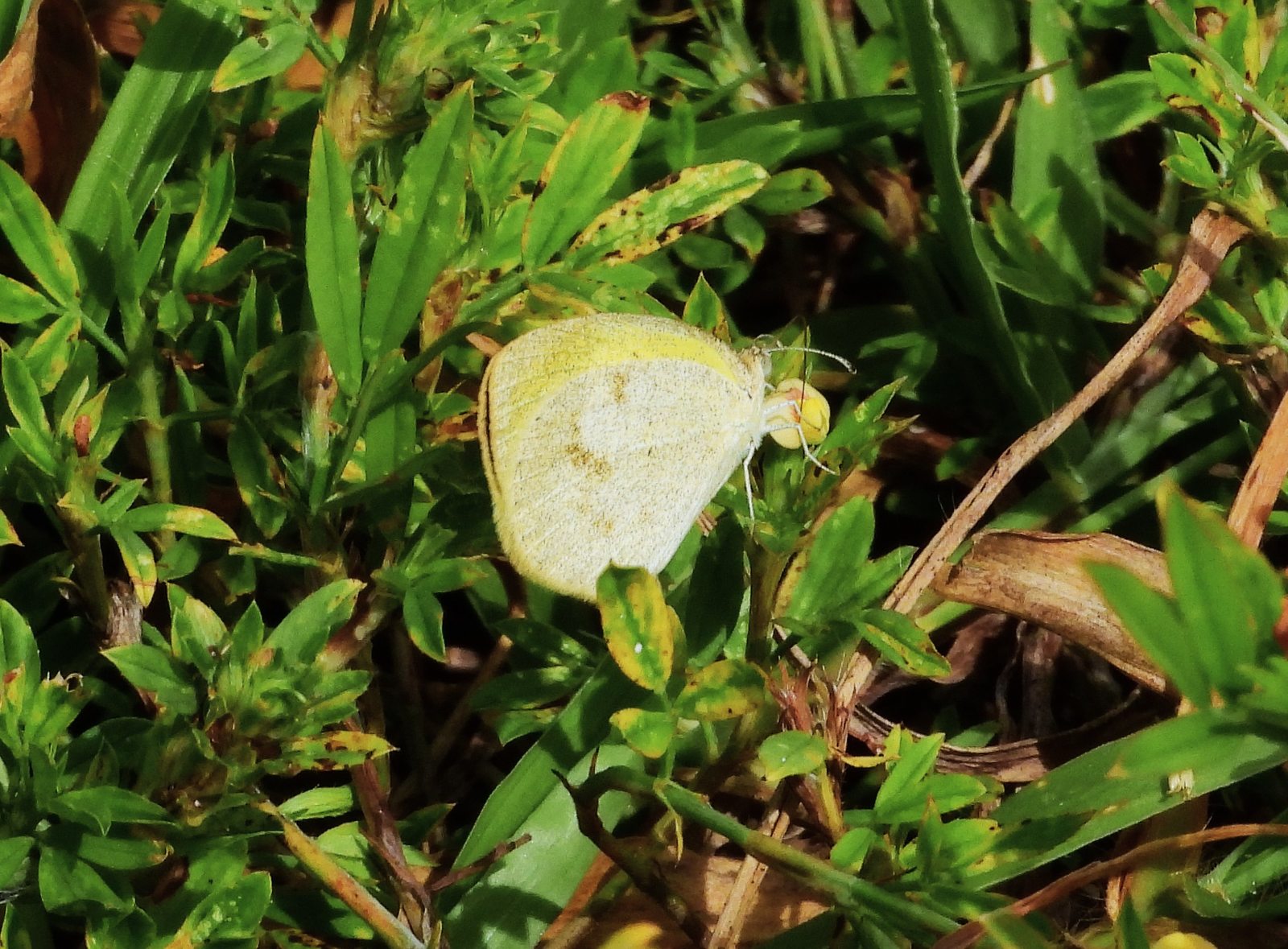 Recent sightings | NABA Butterfly Sightings