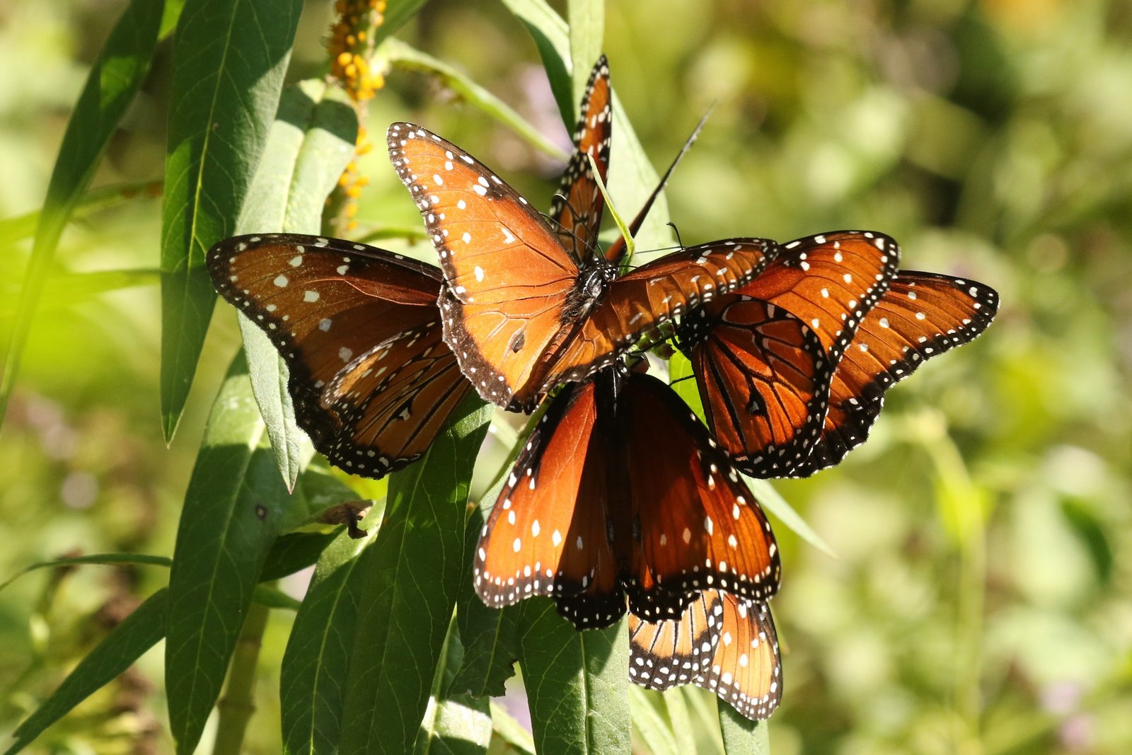 Recent sightings | NABA Butterfly Sightings