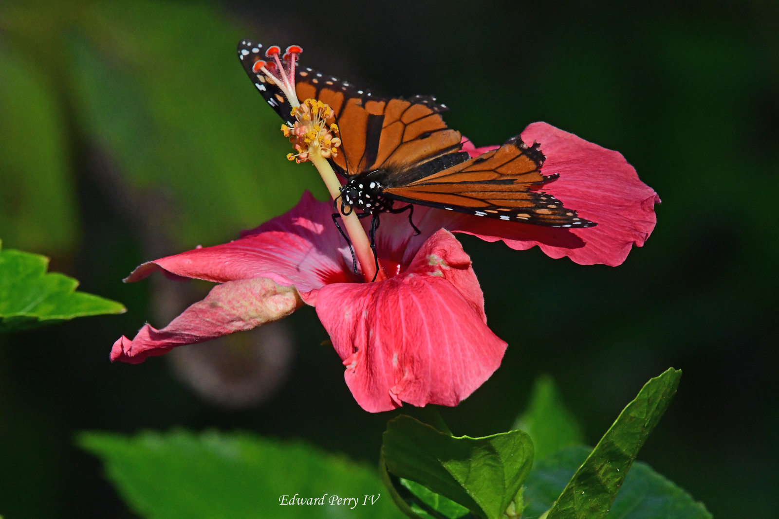 Recent sightings | NABA Butterfly Sightings
