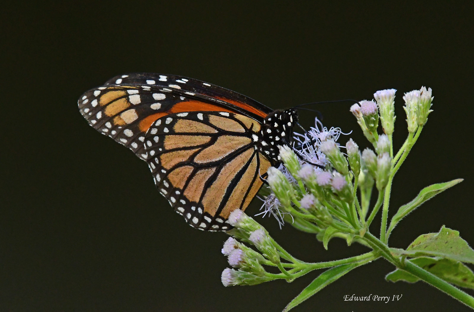 Recent sightings | NABA Butterfly Sightings