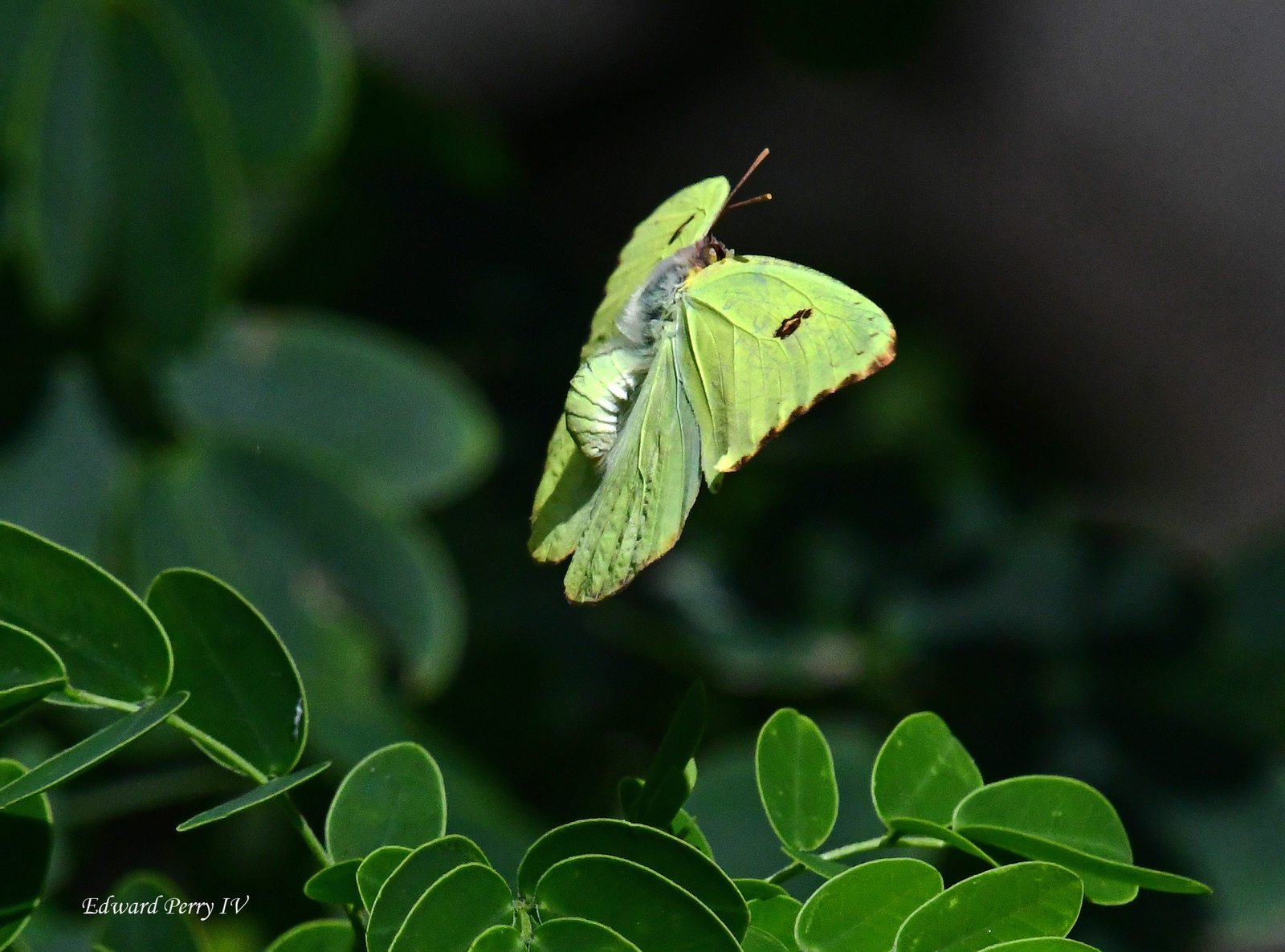 Recent sightings | NABA Butterfly Sightings