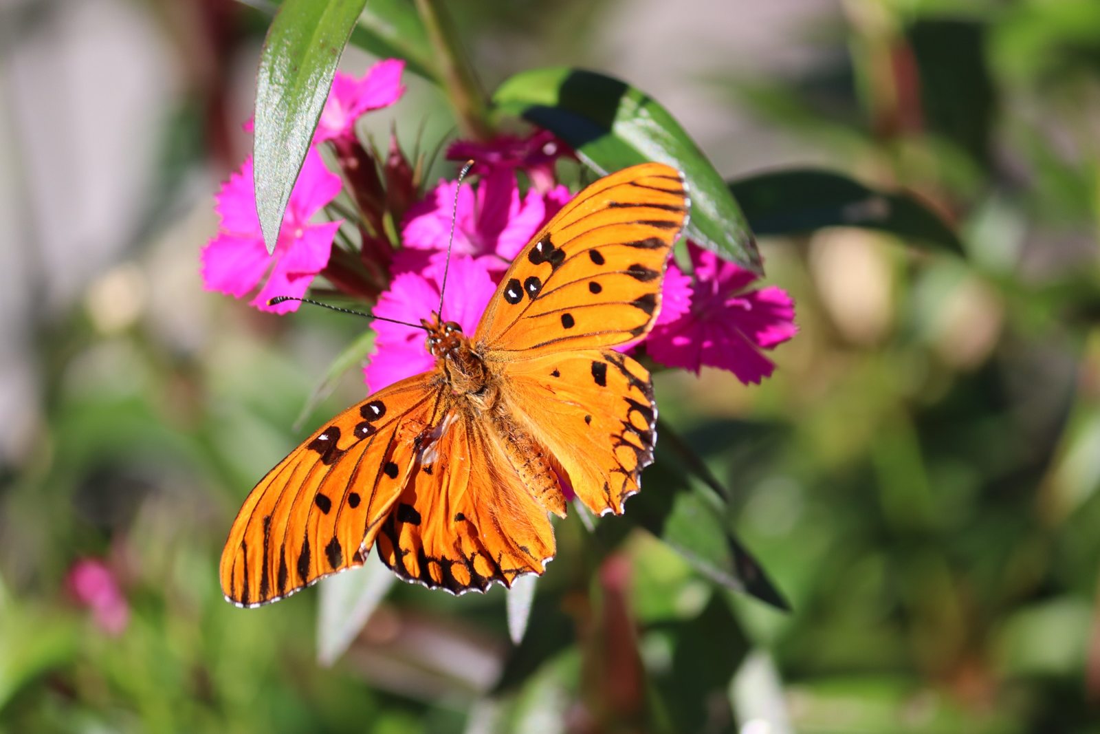 Recent sightings | NABA Butterfly Sightings