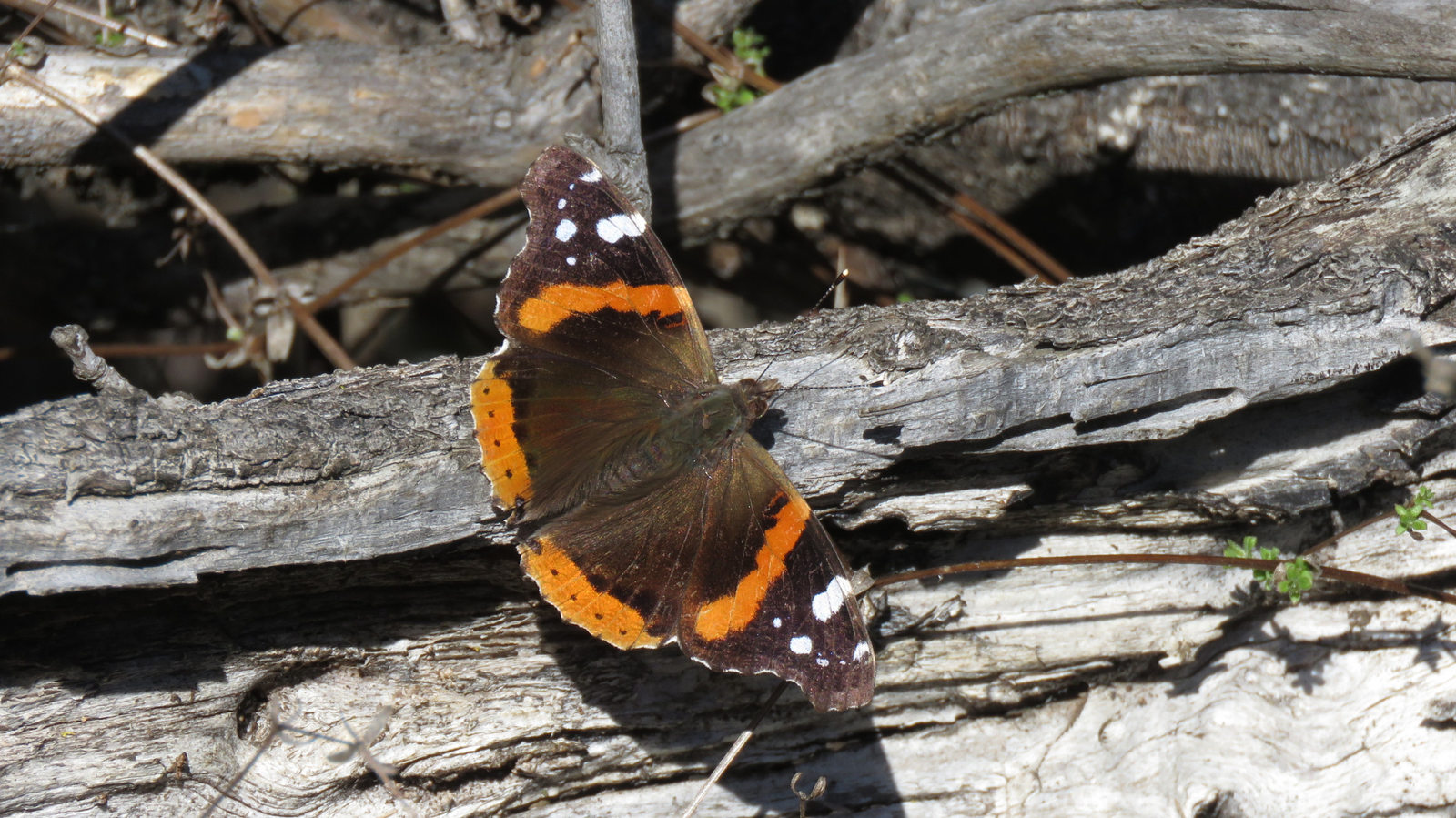 Recent sightings | NABA Butterfly Sightings