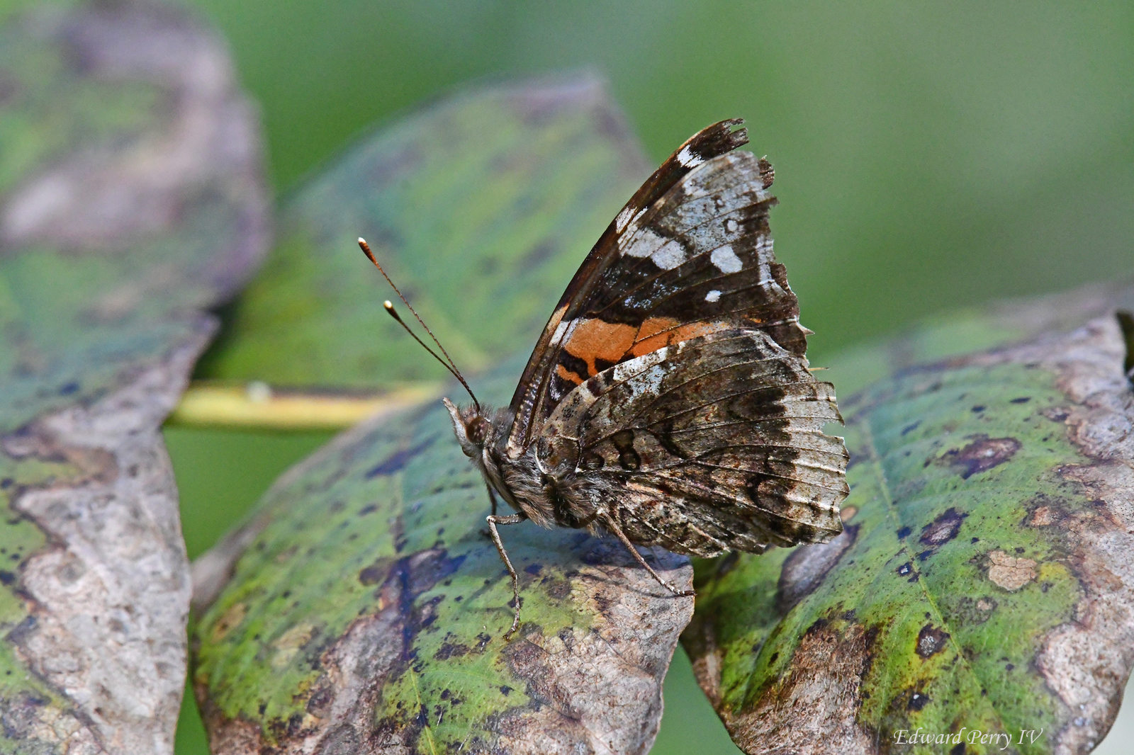 Recent sightings | NABA Butterfly Sightings