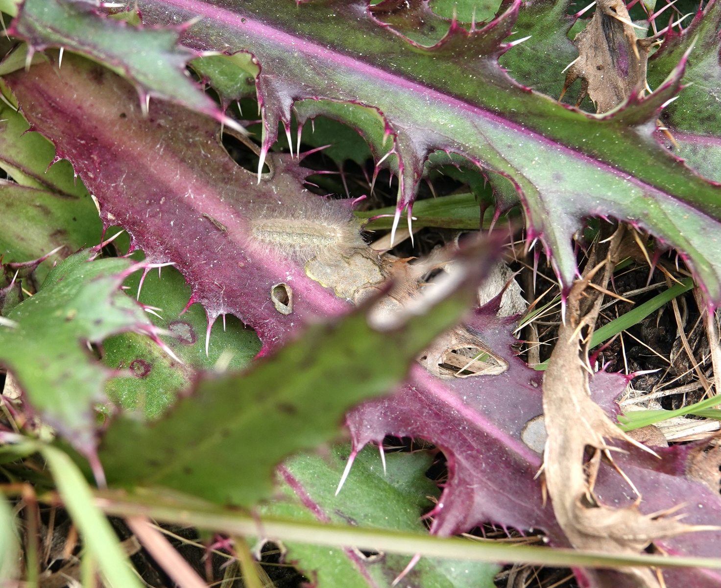 Recent sightings | NABA Butterfly Sightings