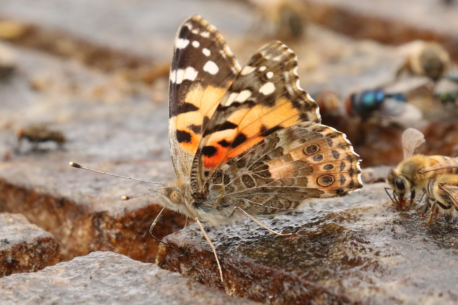 Recent sightings | NABA Butterfly Sightings