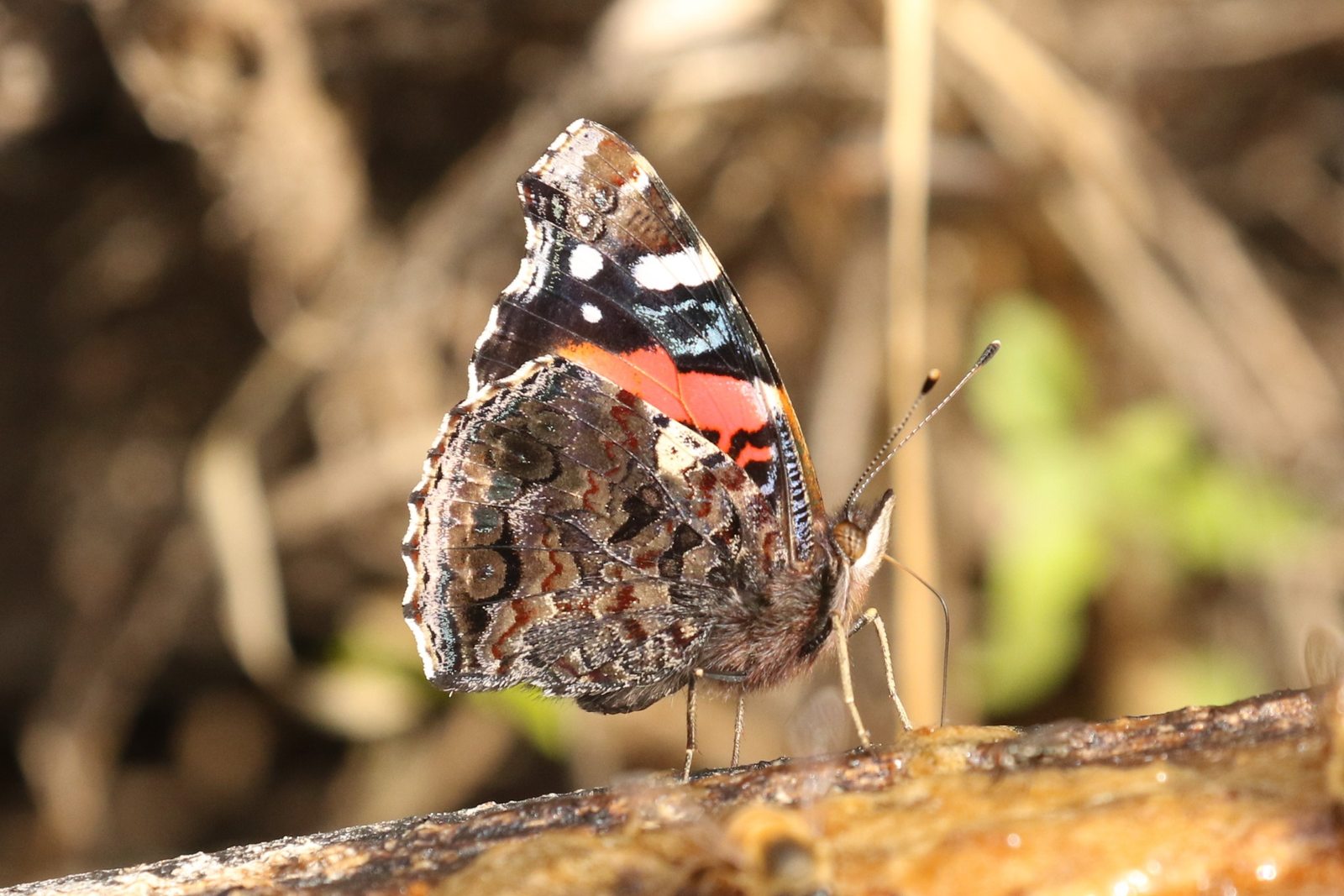 Recent sightings | NABA Butterfly Sightings
