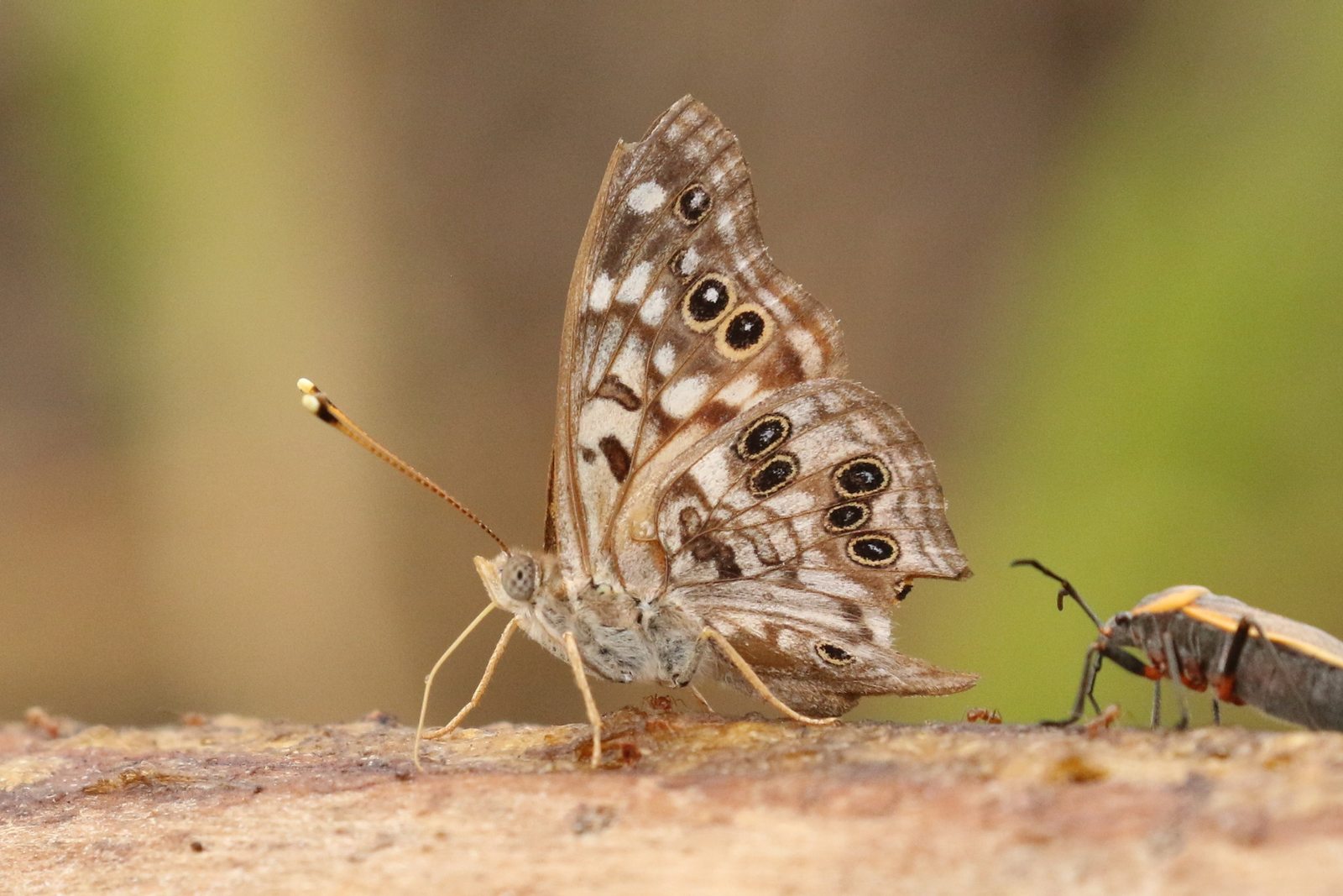 Recent sightings | NABA Butterfly Sightings