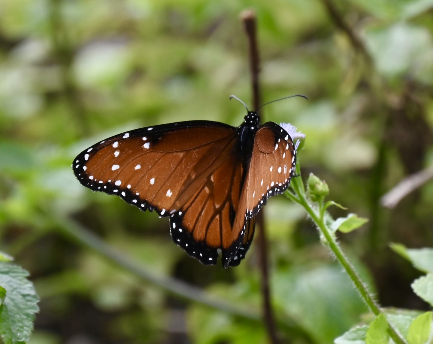 Recent sightings | NABA Butterfly Sightings