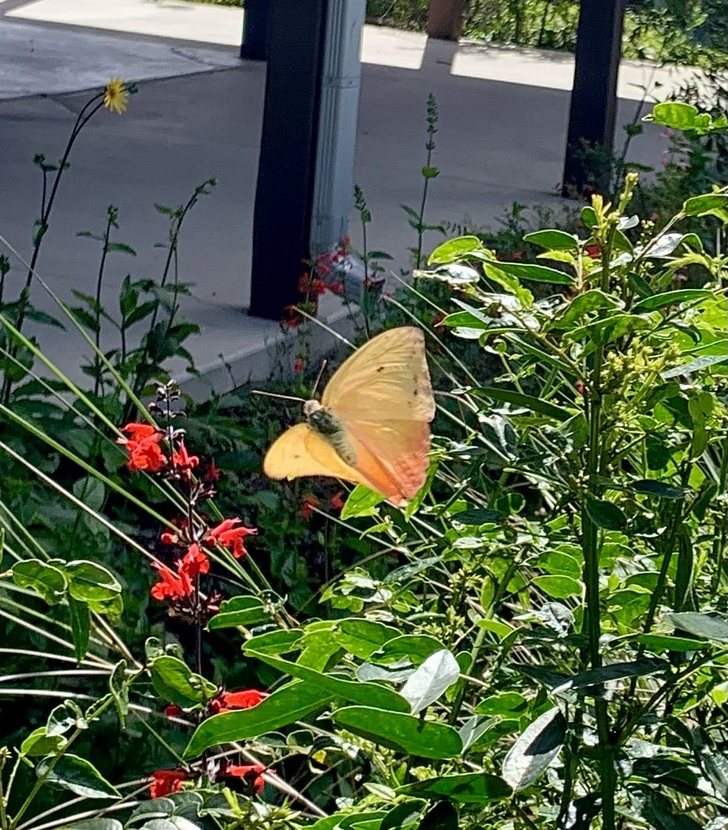 Recent sightings | NABA Butterfly Sightings