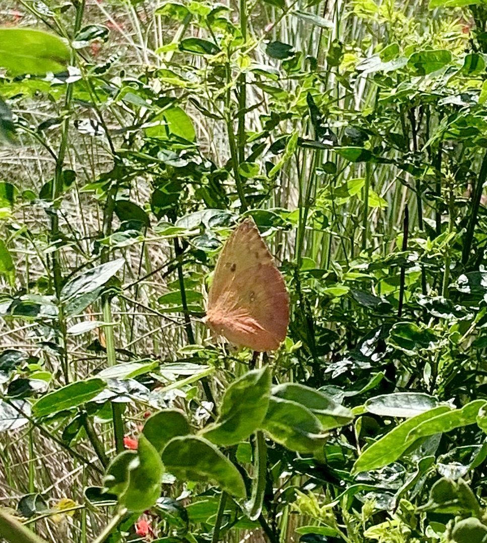 Recent sightings | NABA Butterfly Sightings