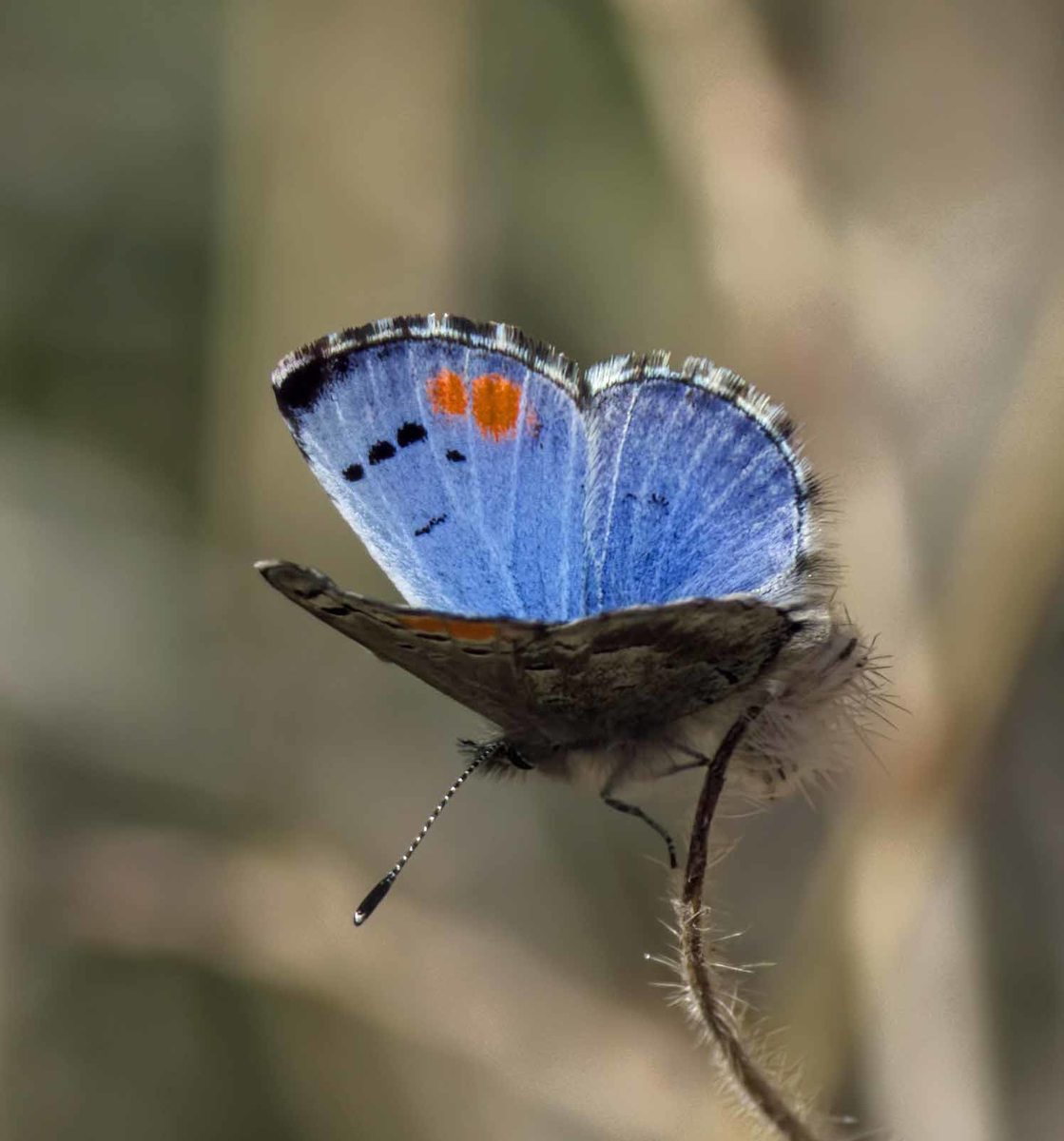 Recent sightings | NABA Butterfly Sightings