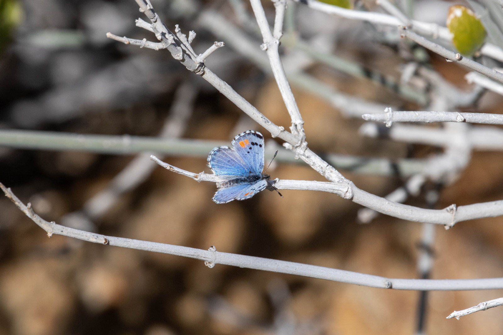 Recent sightings | NABA Butterfly Sightings