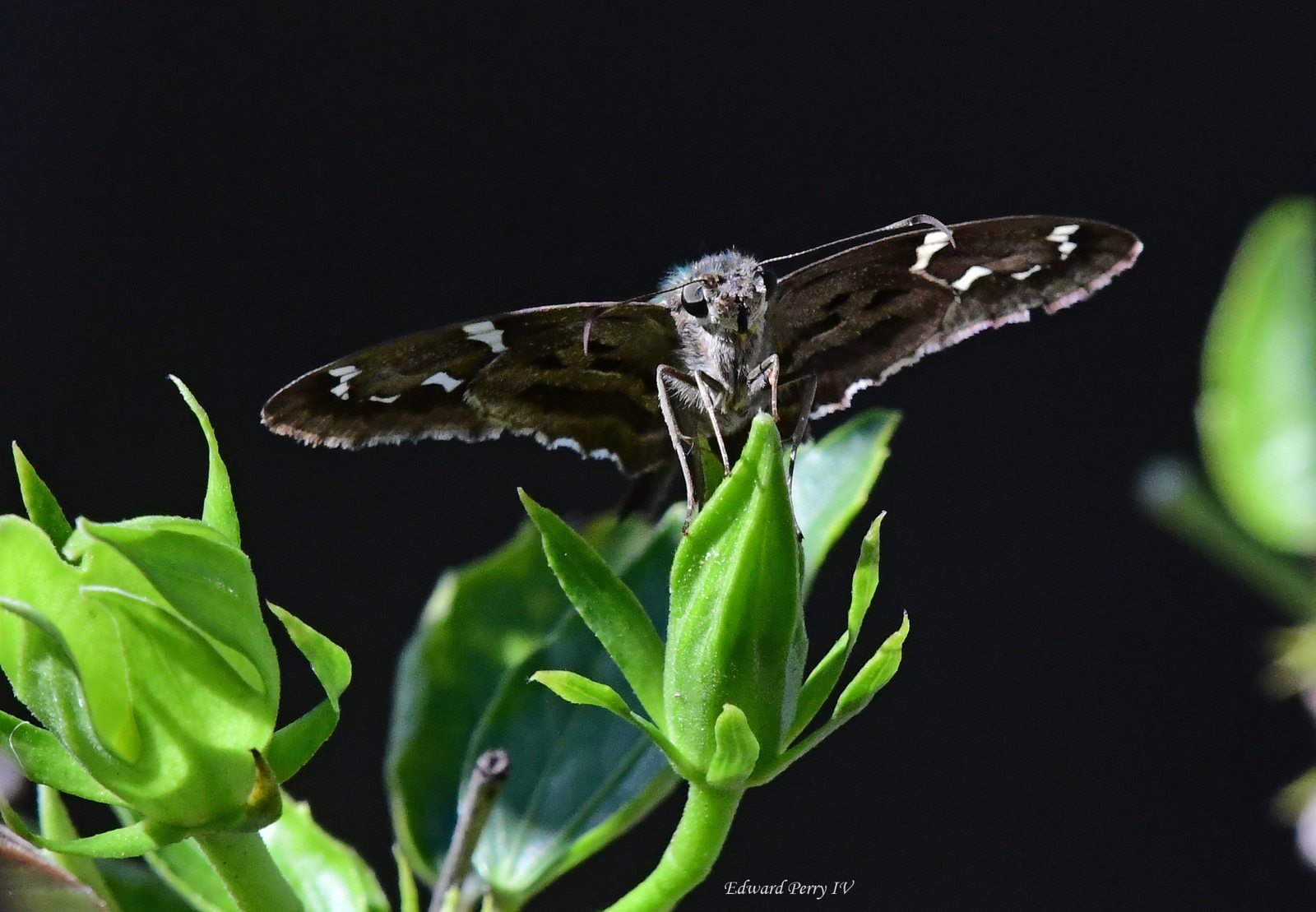 Recent sightings | NABA Butterfly Sightings