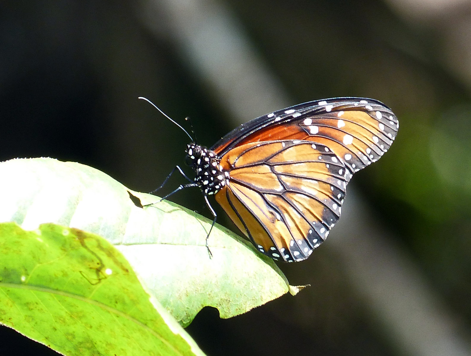 Sightings for October 2012 | NABA Butterfly Sightings