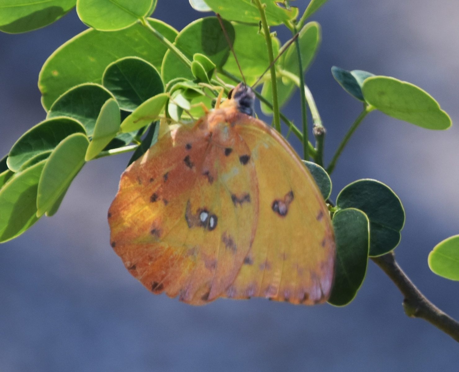 Recent sightings | NABA Butterfly Sightings