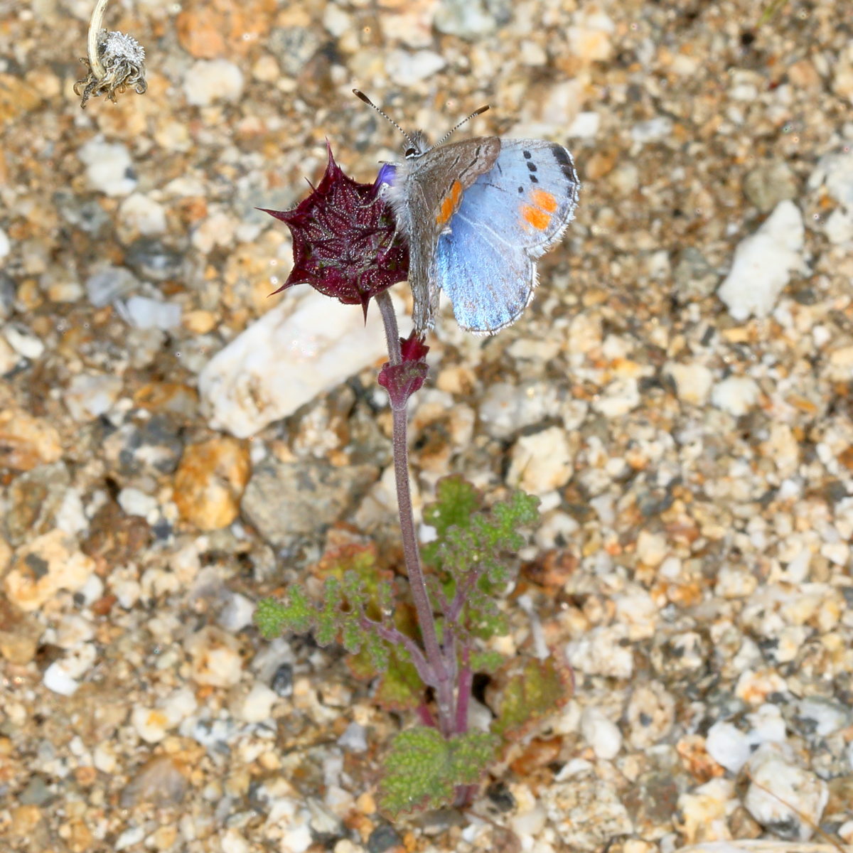 Recent sightings | NABA Butterfly Sightings