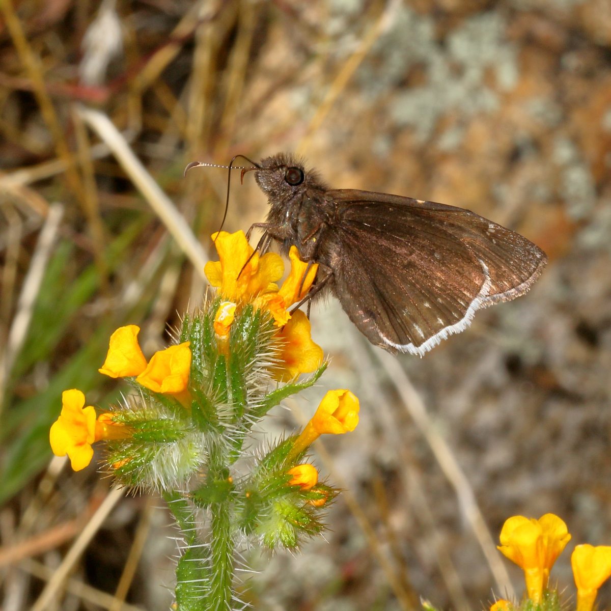 Recent sightings | NABA Butterfly Sightings