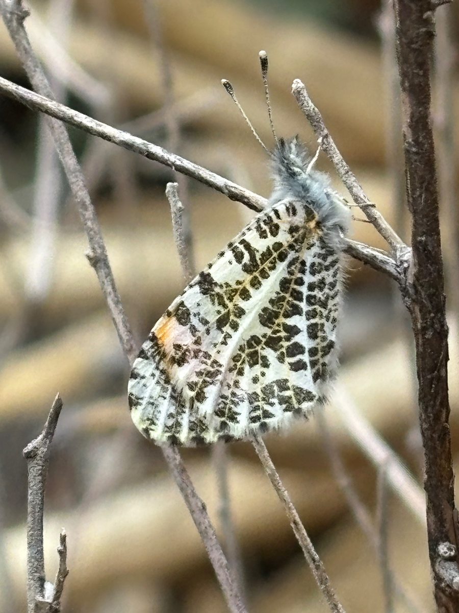 Recent sightings | NABA Butterfly Sightings