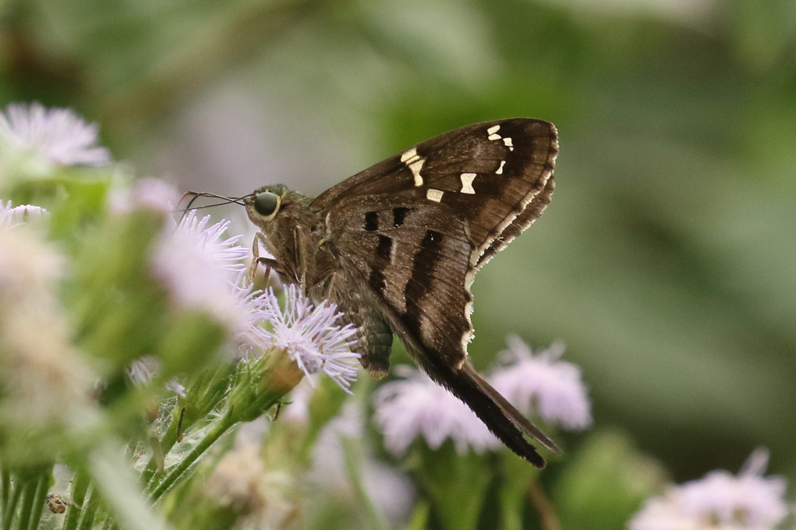 Recent sightings | NABA Butterfly Sightings