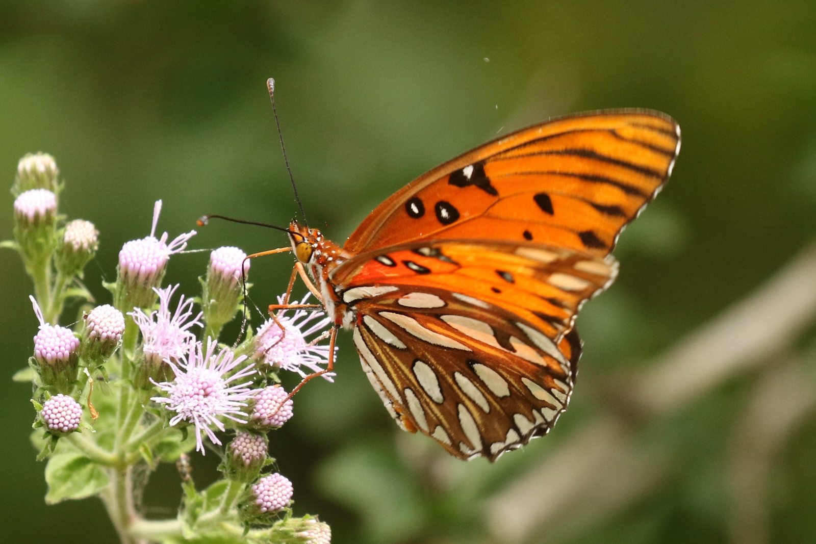 Recent sightings | NABA Butterfly Sightings
