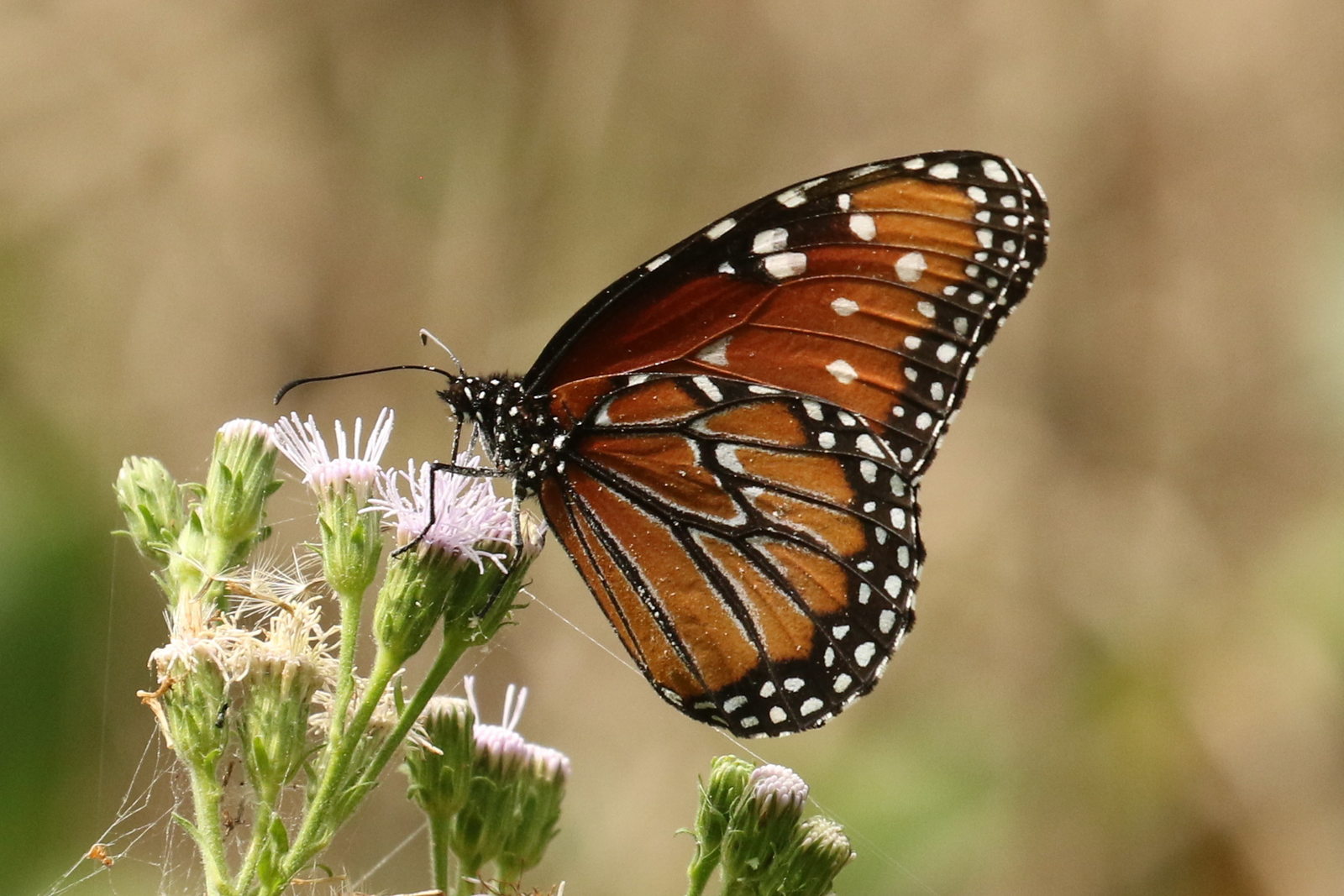 Recent sightings | NABA Butterfly Sightings