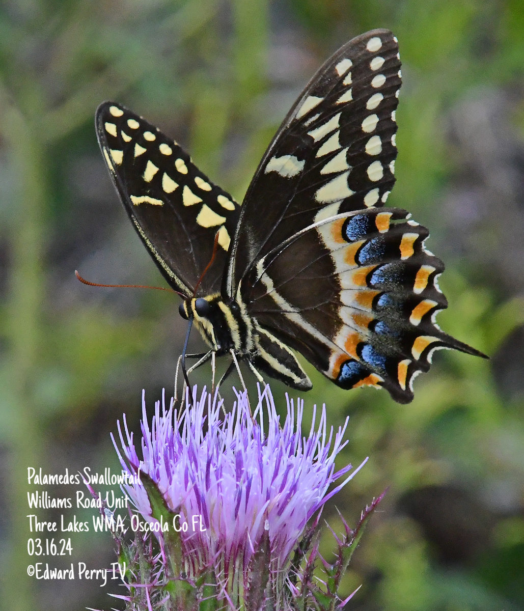 Recent sightings | NABA Butterfly Sightings