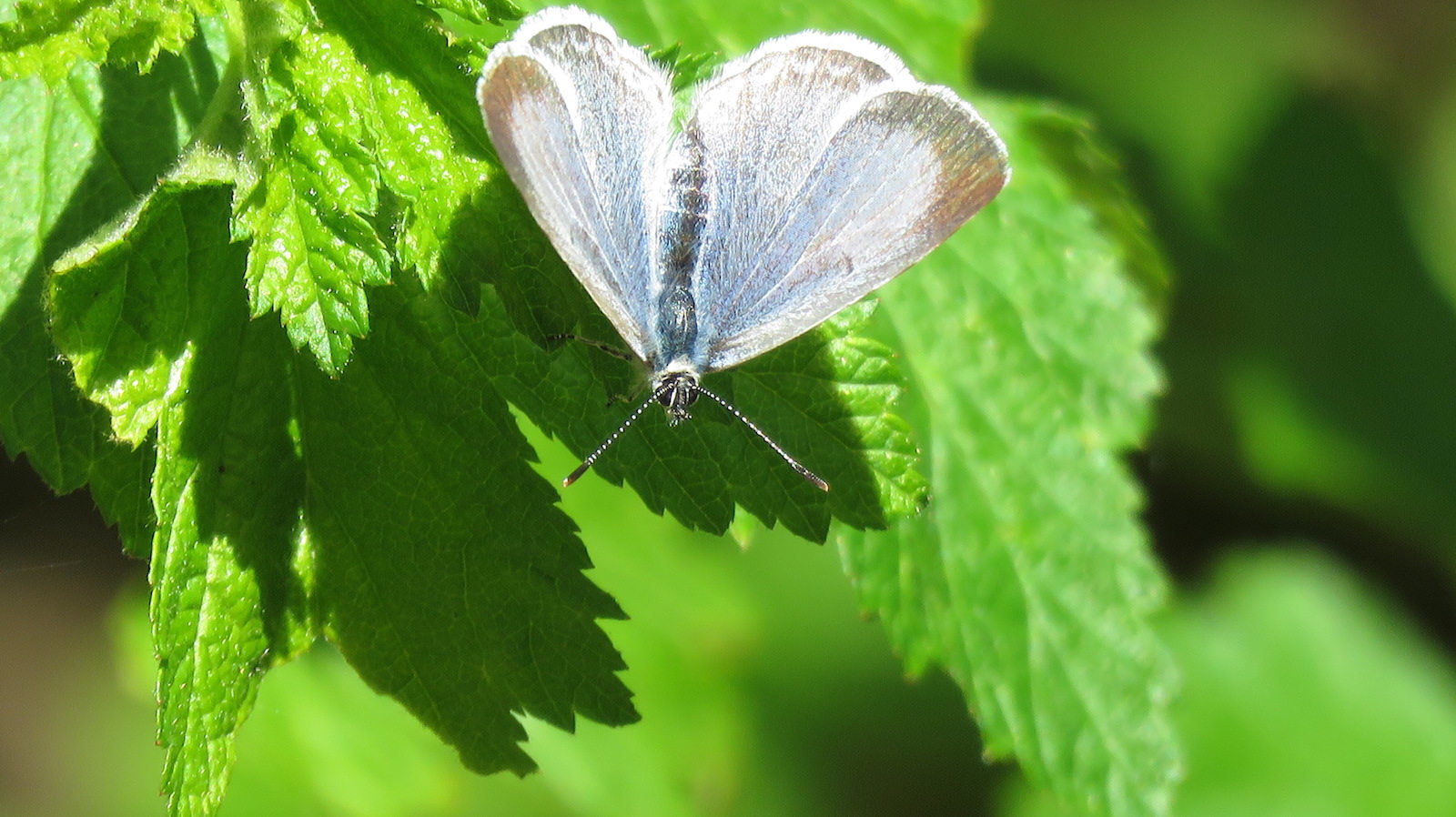 Recent sightings | NABA Butterfly Sightings