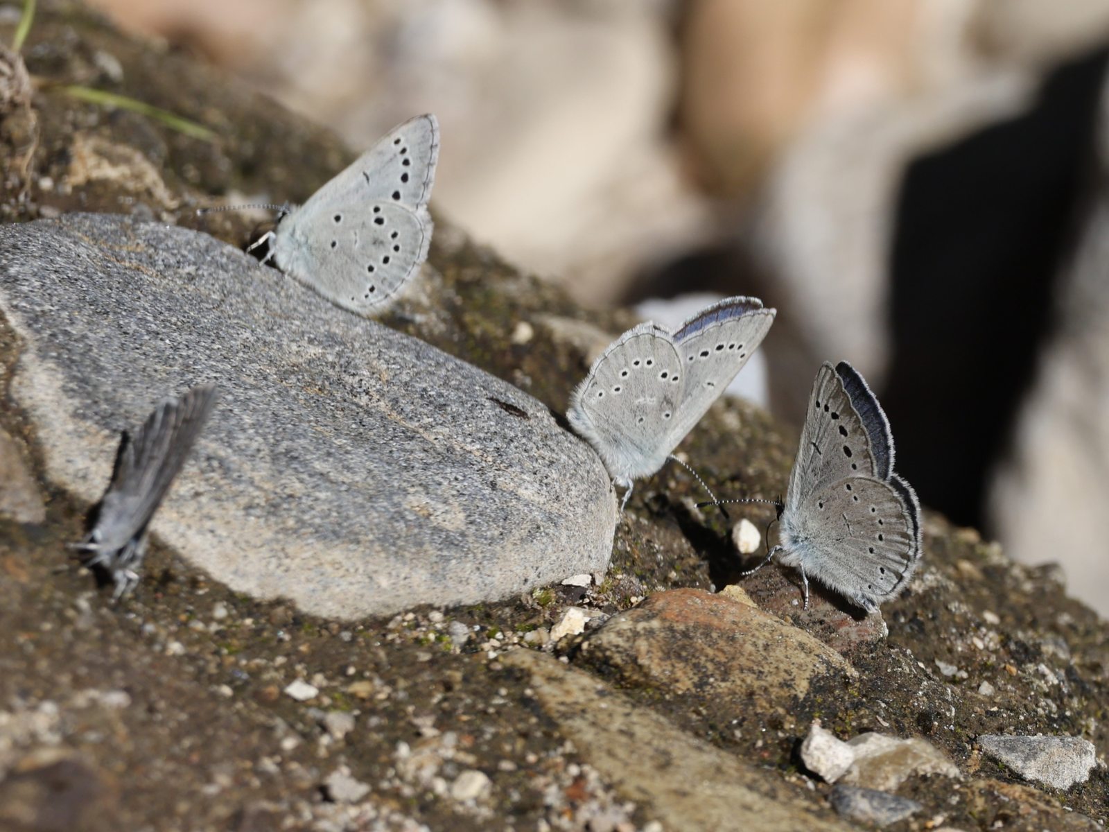 Recent sightings | NABA Butterfly Sightings