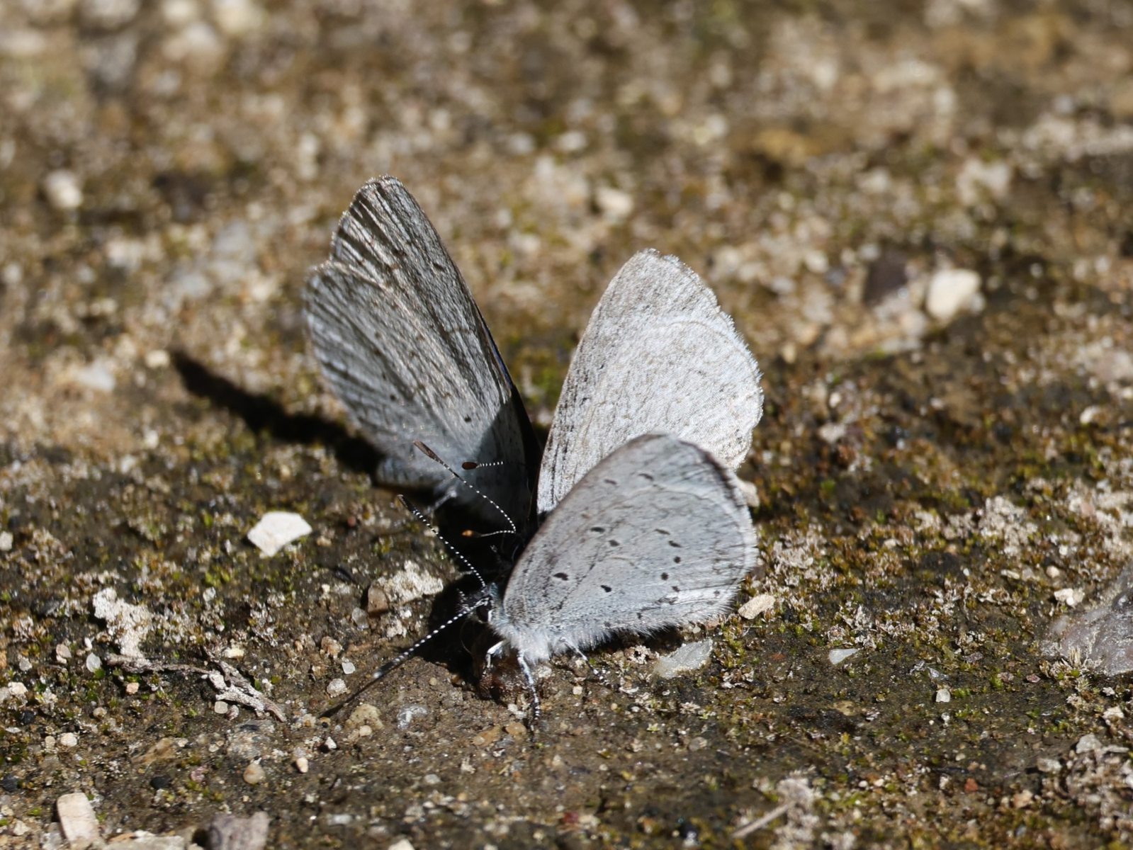 Recent sightings | NABA Butterfly Sightings