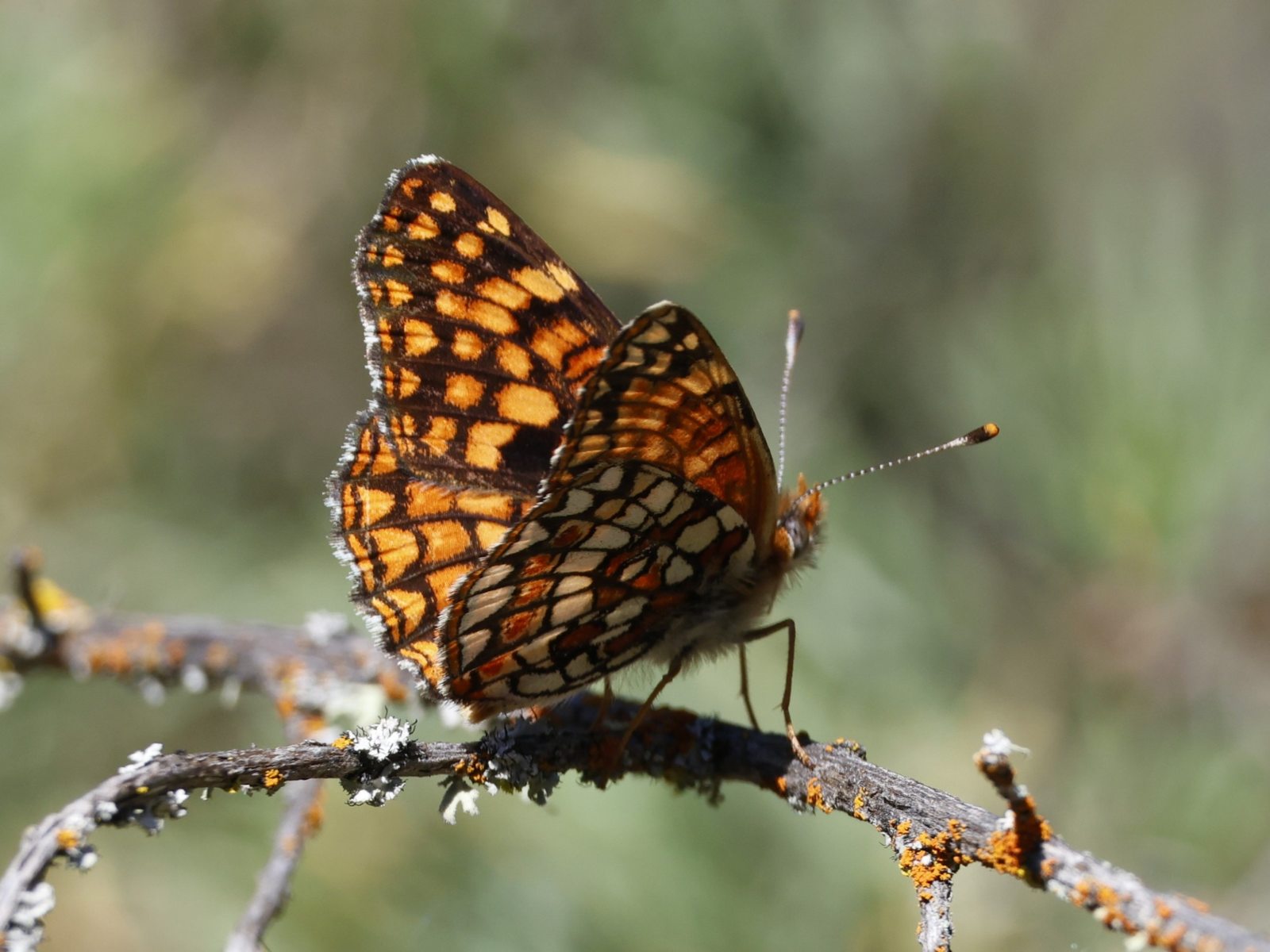 Recent sightings | NABA Butterfly Sightings