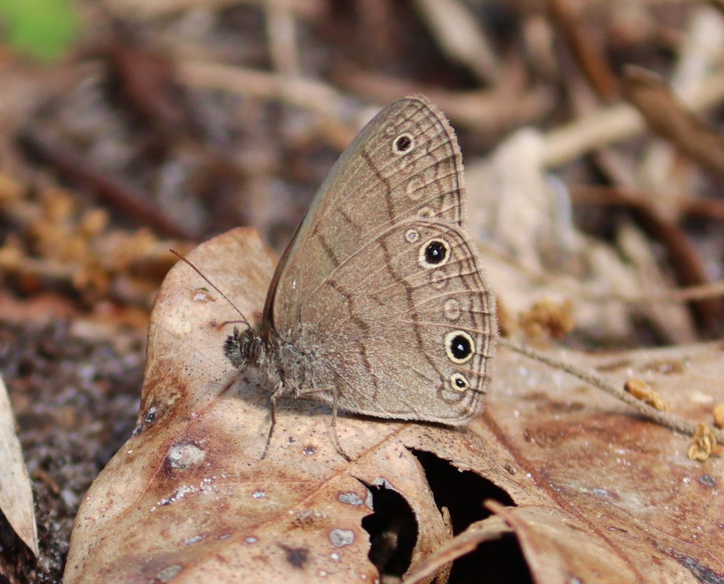 Recent sightings | NABA Butterfly Sightings