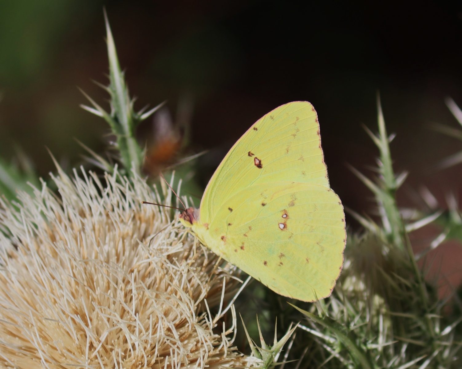 Recent sightings | NABA Butterfly Sightings