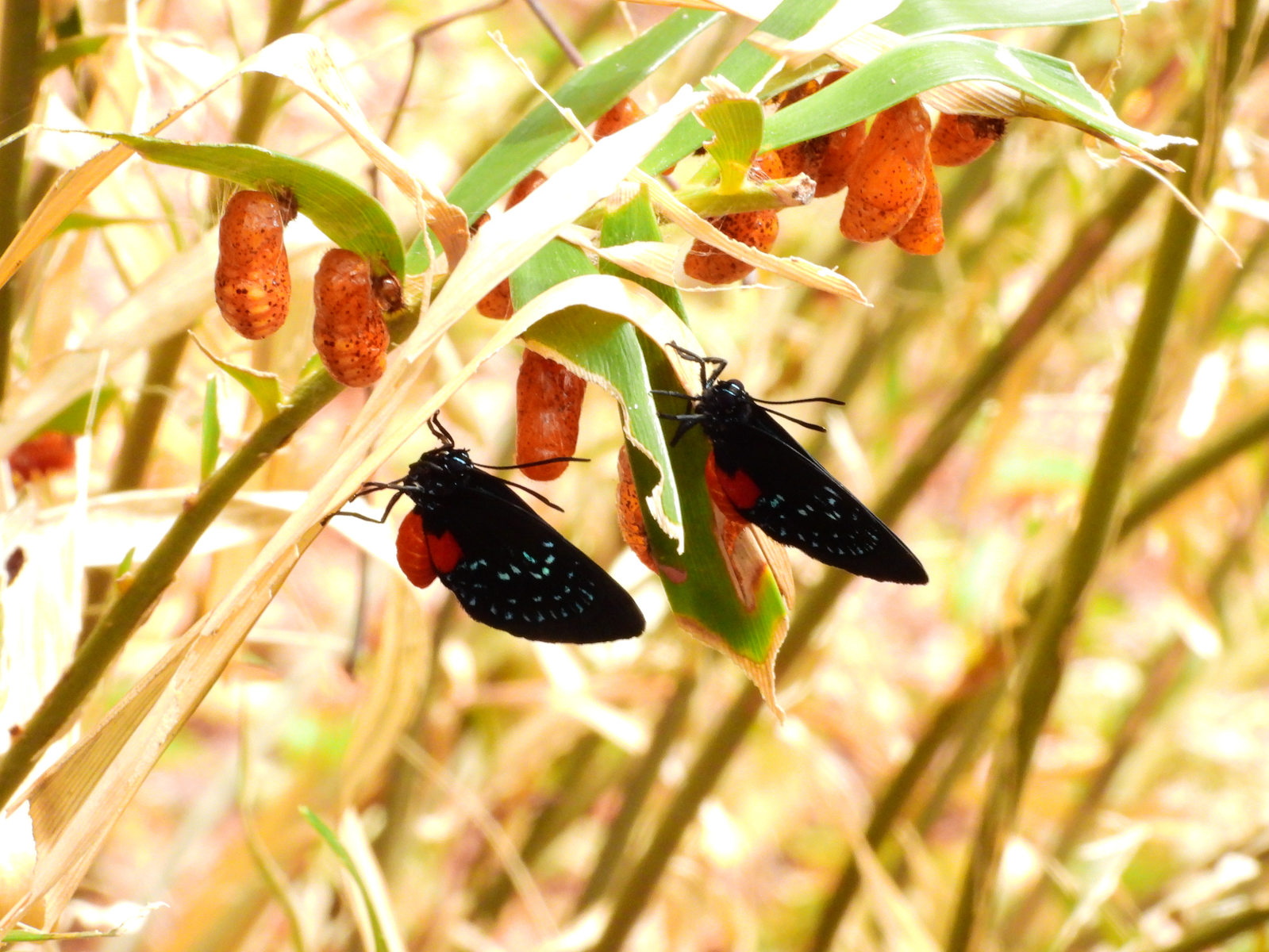 Recent sightings | NABA Butterfly Sightings