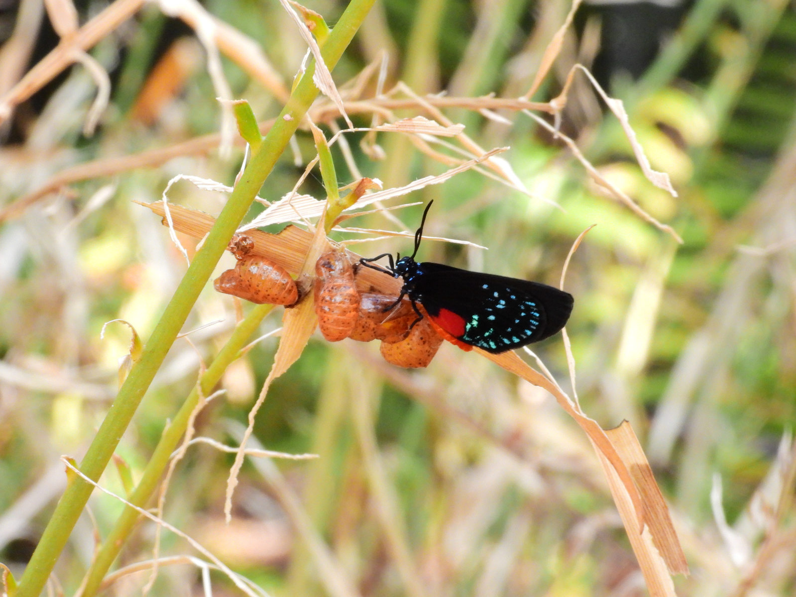 Recent sightings | NABA Butterfly Sightings