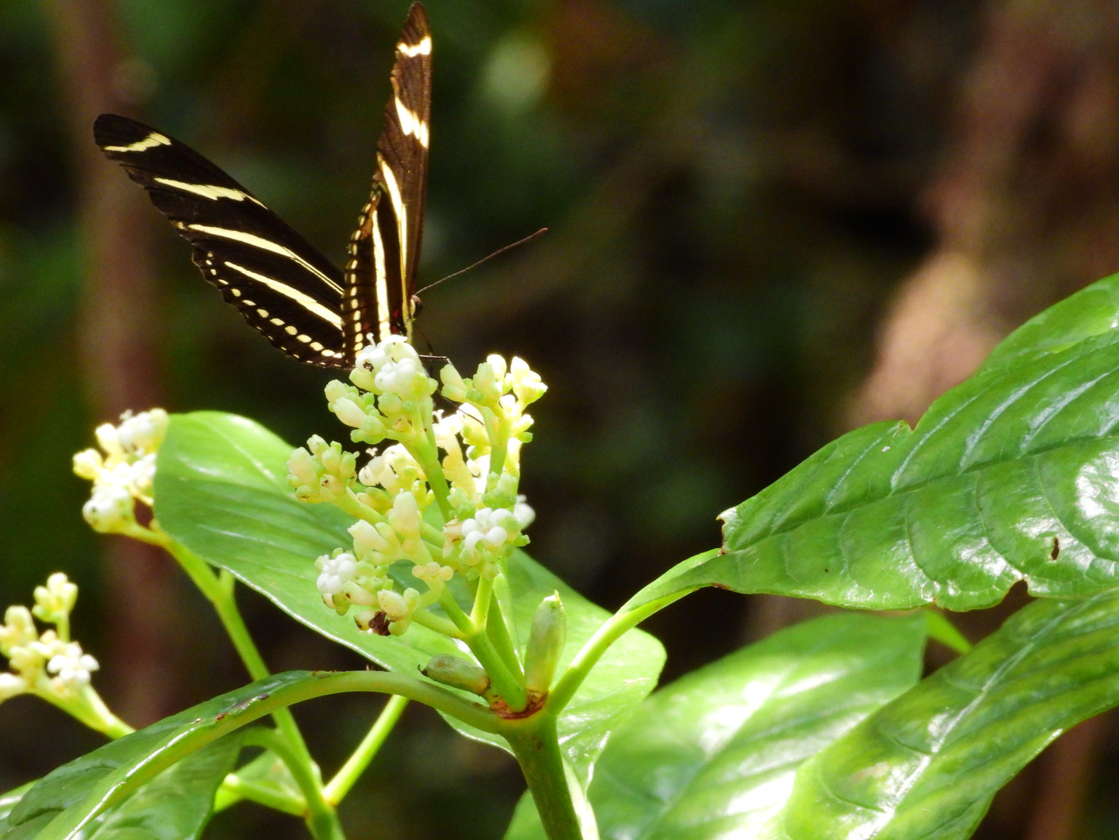 Recent sightings | NABA Butterfly Sightings