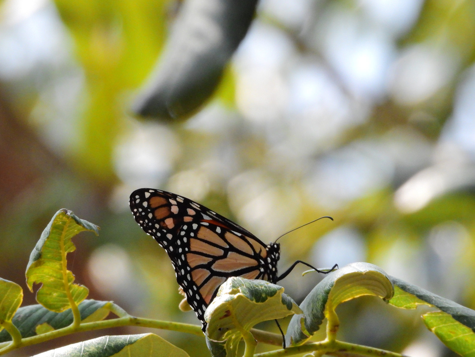 Recent sightings | NABA Butterfly Sightings