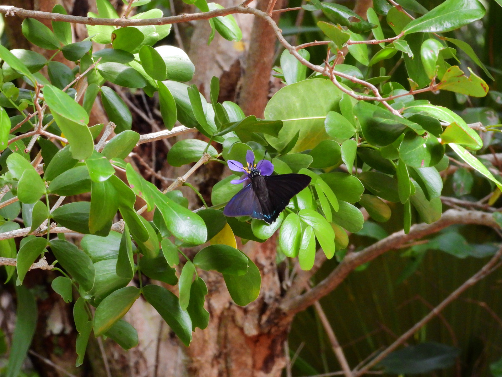 Recent sightings | NABA Butterfly Sightings